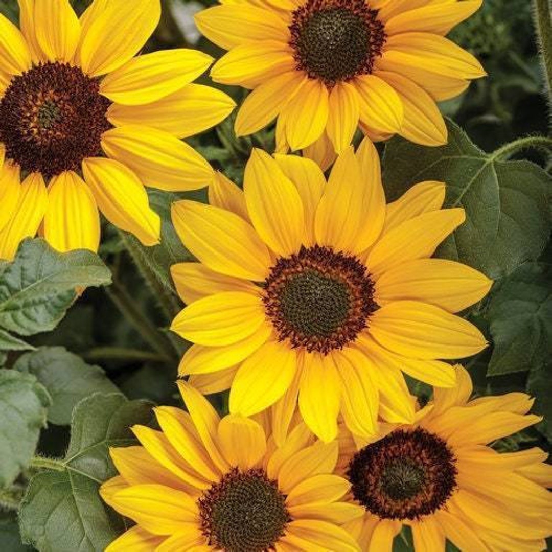 20 Yellow Sunflower Seeds Plants Garden Plants Rare Flower Colorful - Etsy