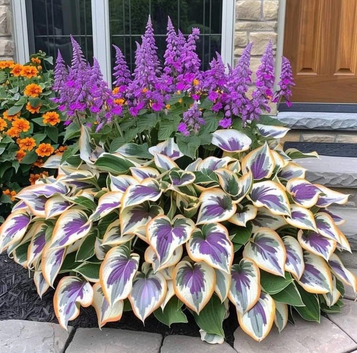 20 Hosta Seeds Rare Color White Purple Green Flower Plant Lawn Coleus ...