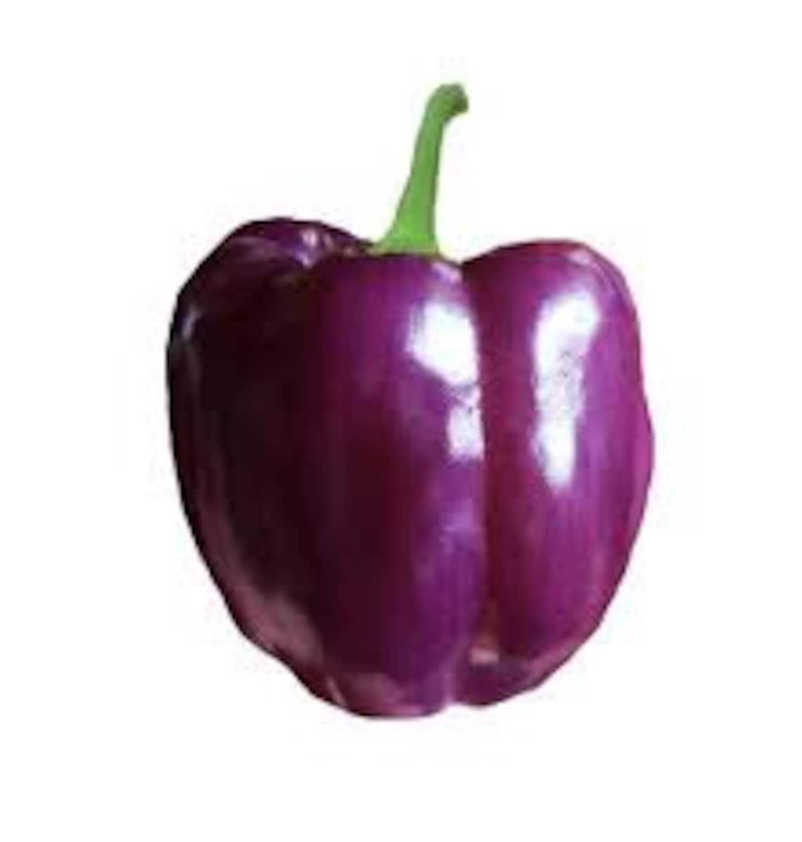 50 Purple Lilac Heirloom Bell Pepper Vegetable Plant Seeds Flowers Rare ...