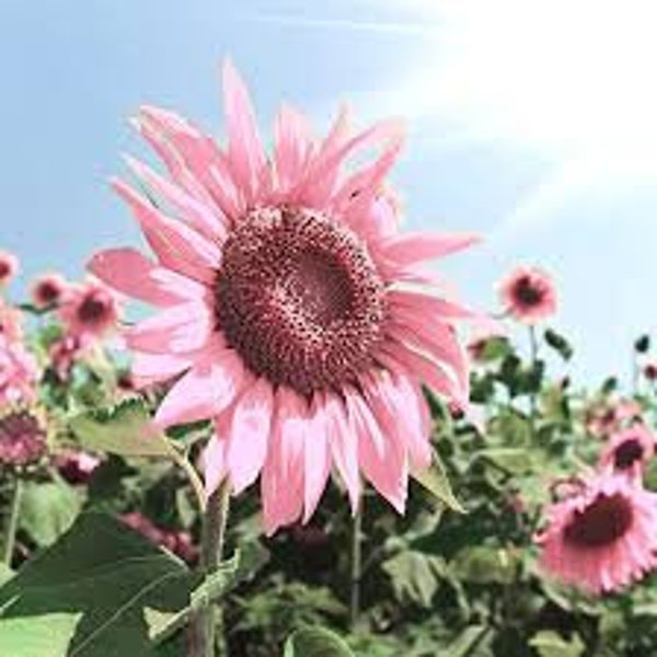 Midnight Oil Blue Sunflower Seeds - Etsy