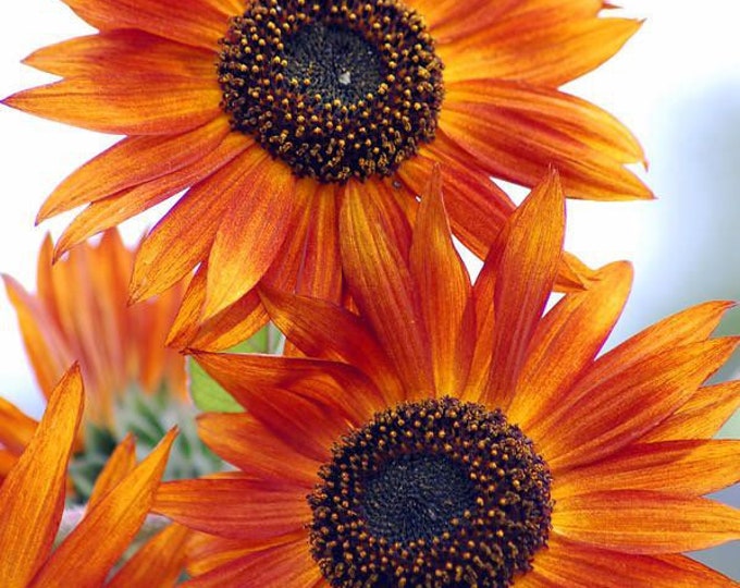 Red Sunflowers Yellow Halos Rare Velvet 20 Seeds Organic - Etsy