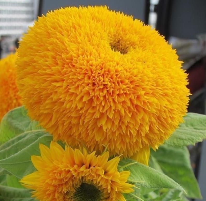 20 Giant Yellow, Teddy Bear, Elegant Sunflower Seeds Plants Garden ...