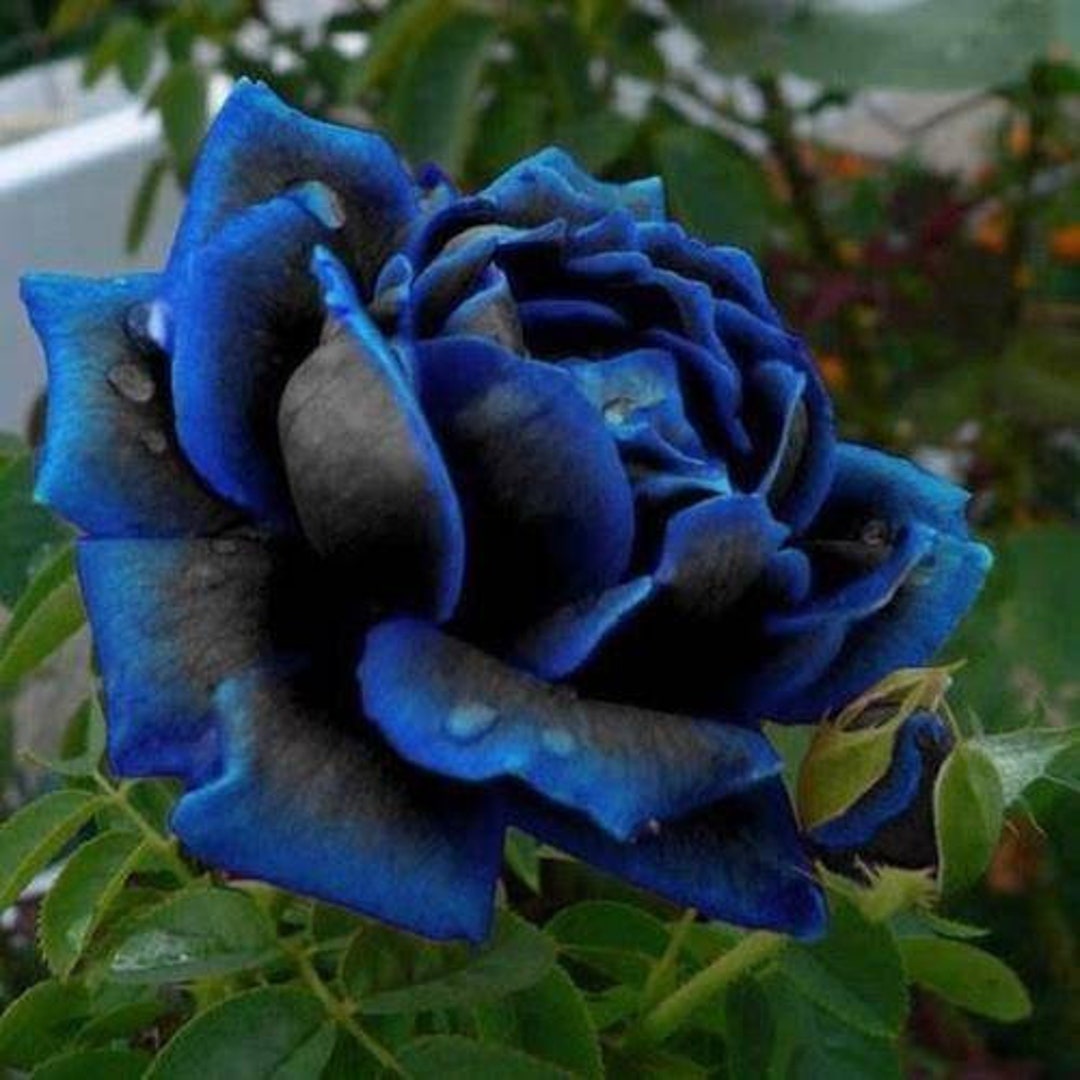 Midnight Blue Rose Black Petals 20 Seeds Rainbow Bonsai Rare Colorful ...
