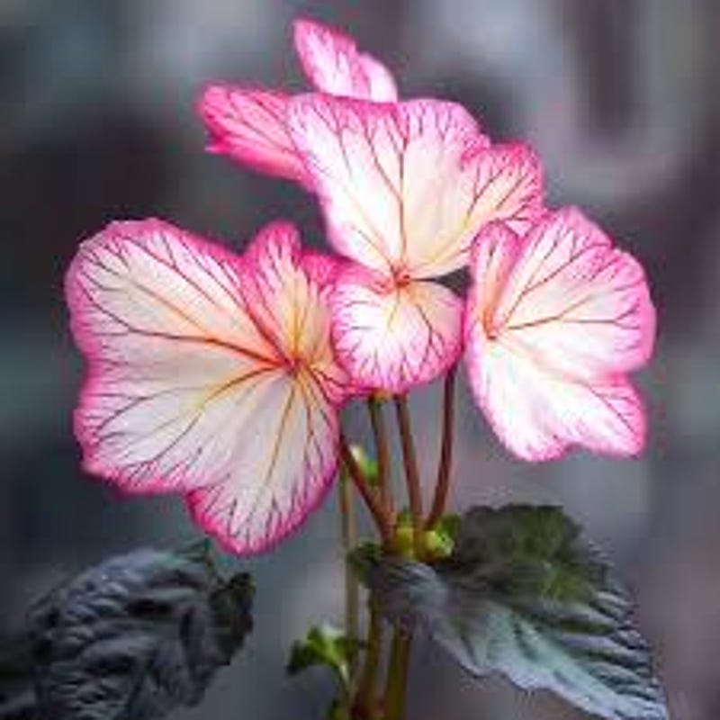 Butterfly Moonlight Begonia - Etsy