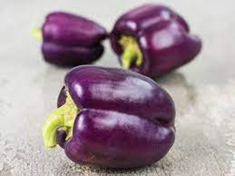 50 Purple Lilac Heirloom Bell Pepper Vegetable Plant Seeds Flowers Rare ...