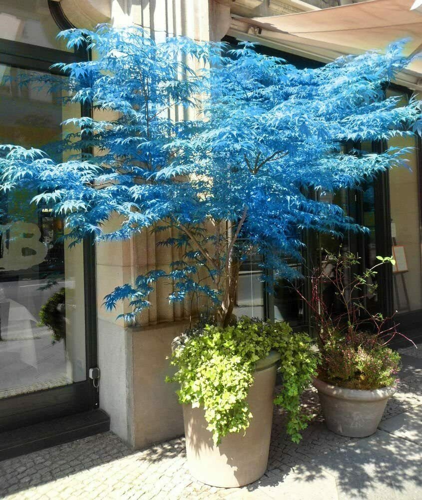 20 Blue Japanese Maple Tree Bonsai Seeds Heirloom Rare Colorful Lawn ...
