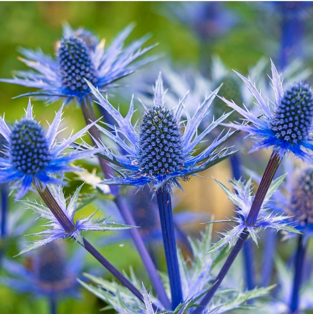 20 Flax Blue Sea Holly Dormant Seeds for Spring Summer Blue Colorful ...