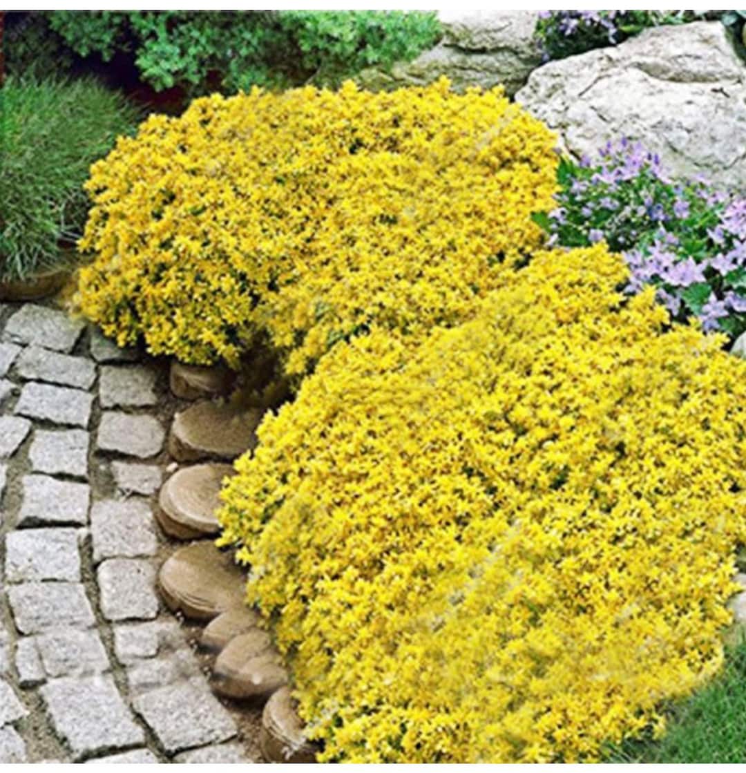 Golden Rock Cress Seeds: Heirloom Ground Cover, Easy Grow - Etsy