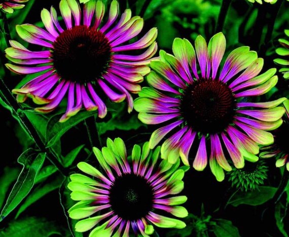Gmo Flowers