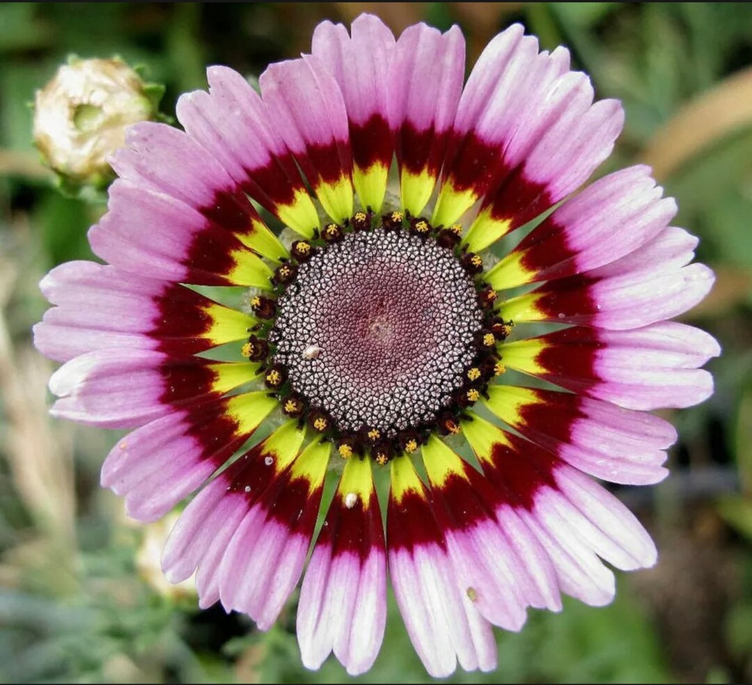 100+ Painted Mix Daisy Seeds | Colorful Rings Rainbow Paper Wild Flower ...