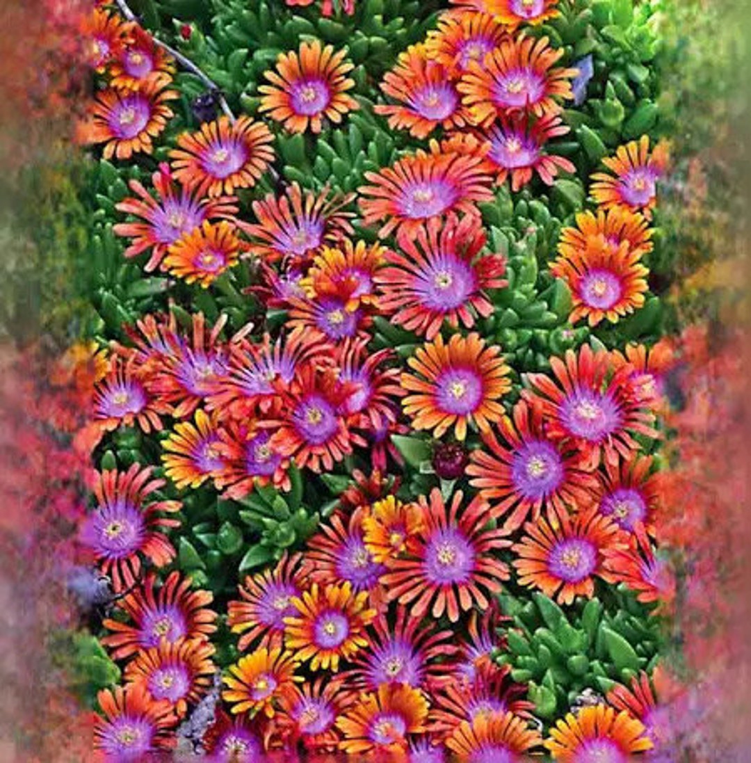 20 Ice Plant Seeds: Drought Resistant, Colorful Flowers - Etsy