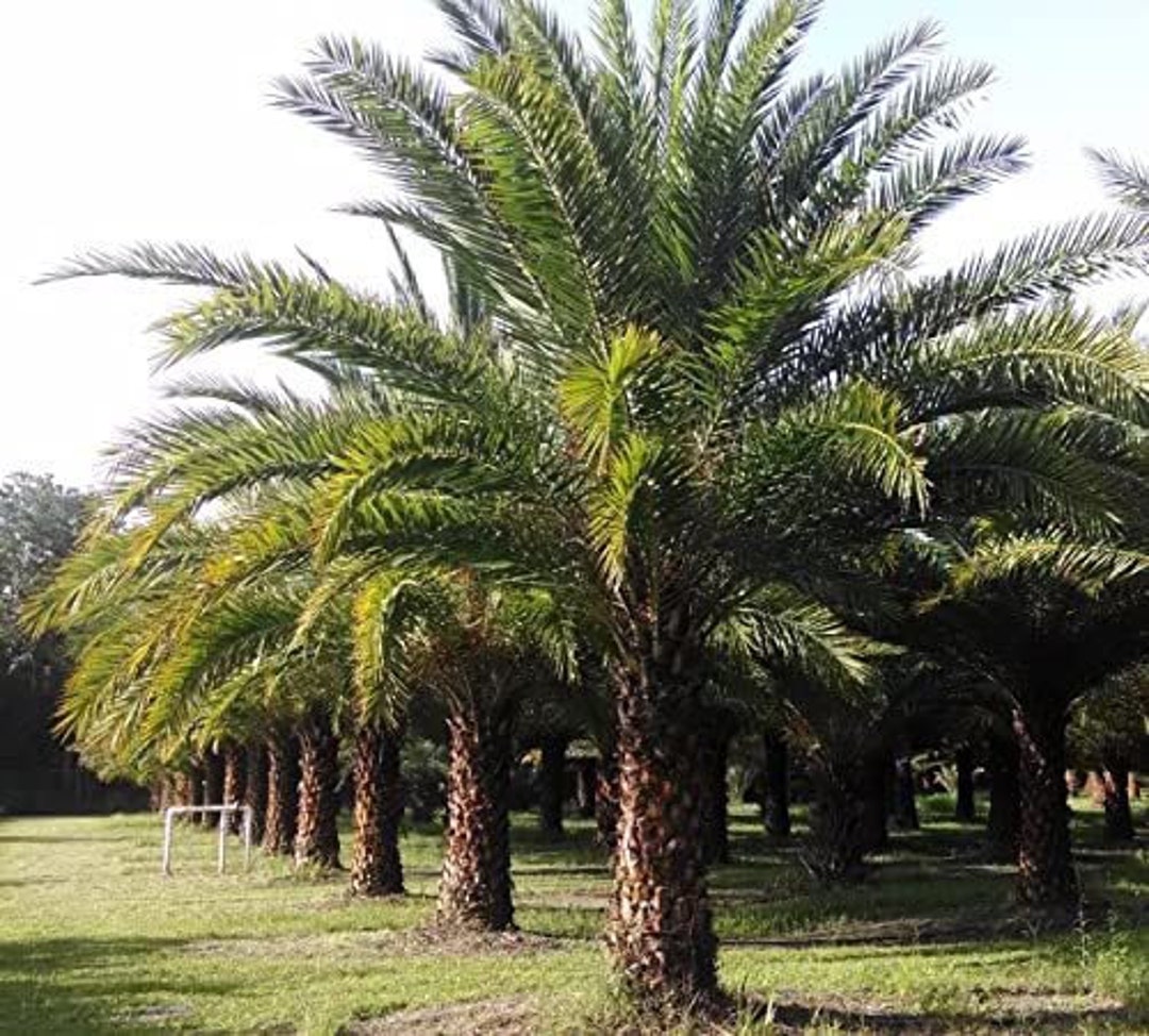 6 Sylvester Palm Tree Seeds: Tropical Ornamental Palmetto - Etsy