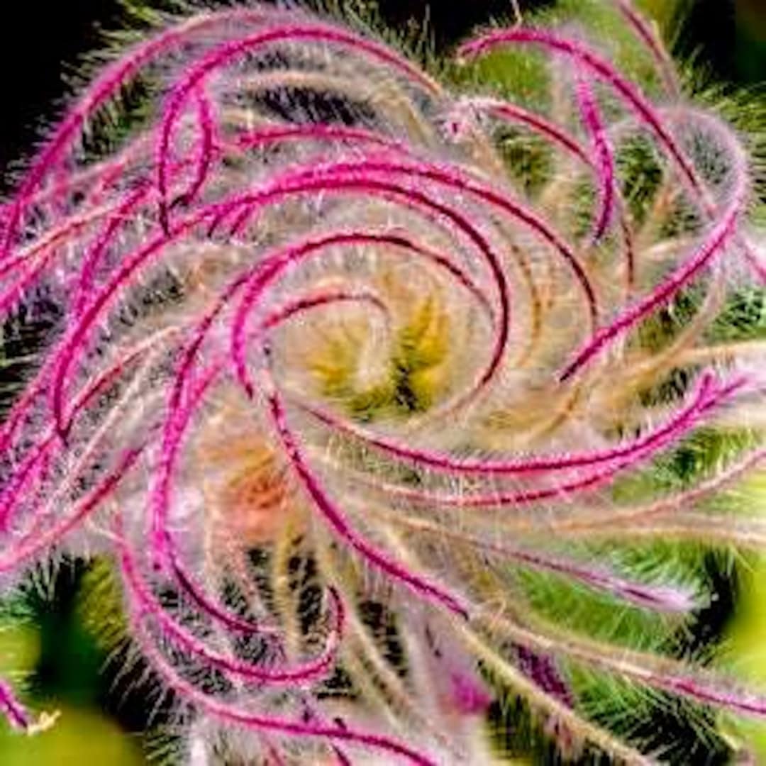 20 Prairie Smoke Fire Seeds Plants Garden Planting Colorful Rare Bonsai ...
