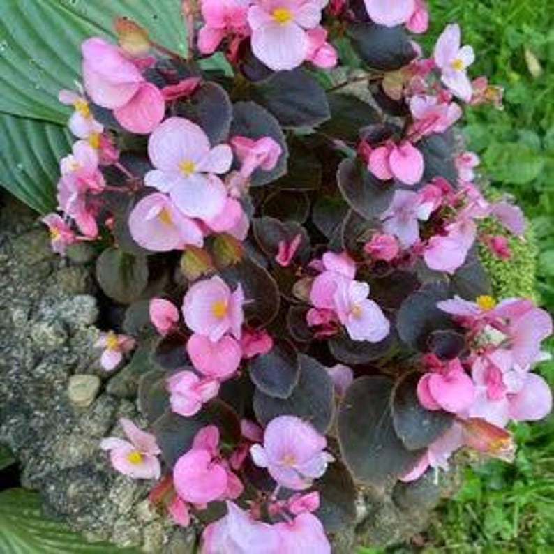Moonlight Butterfly Begonia Seeds: Distinct Colored Fibrous Plant - Etsy