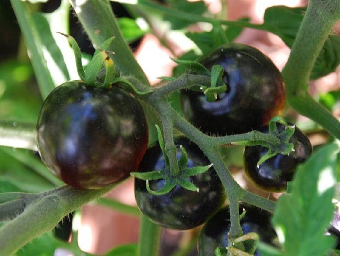 Black Cherry Tomatoes 20 Seeds Sweet Juicy Rare Organic Odd Vegetable ...