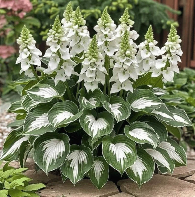 20 Hosta Seeds Rare Color White Green Flower Plant Lawn Coleus - Etsy