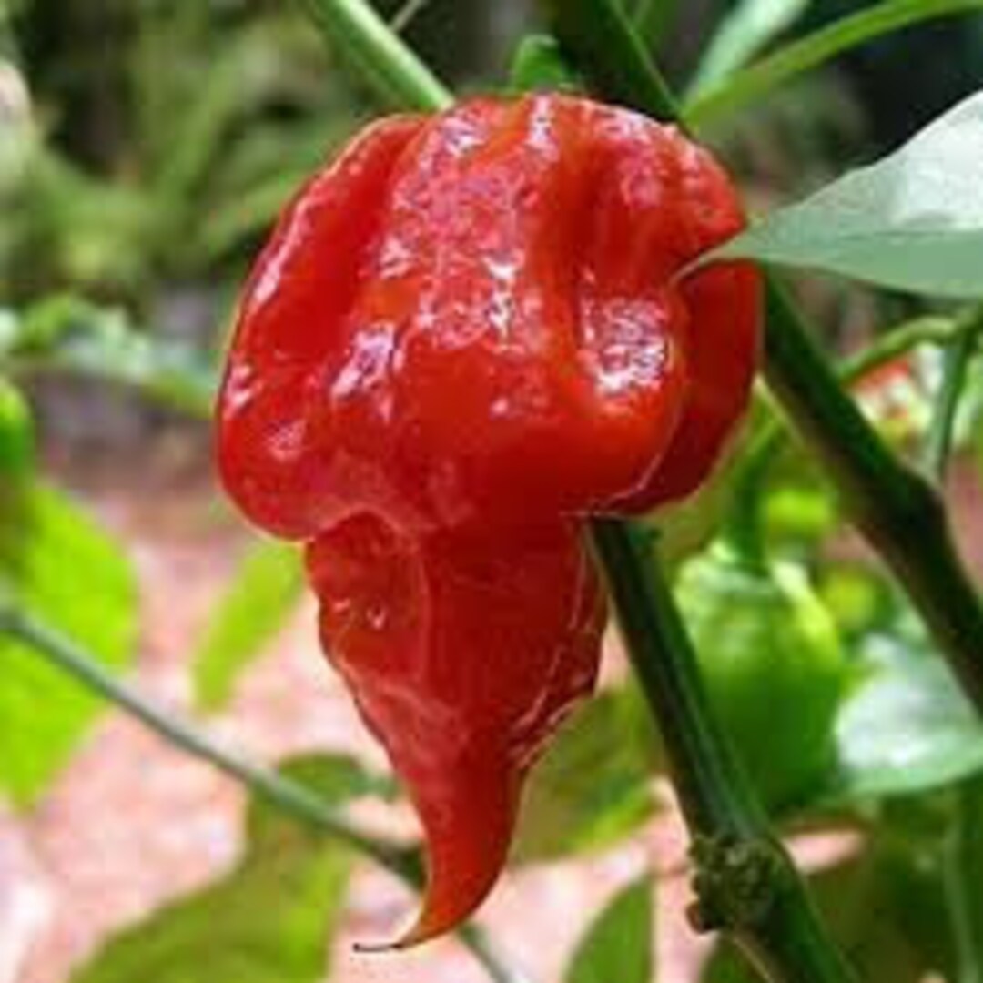 50 Red Scorpion Heirloom Hot Pepper Plant Seed Flowers Rare Colorful ...