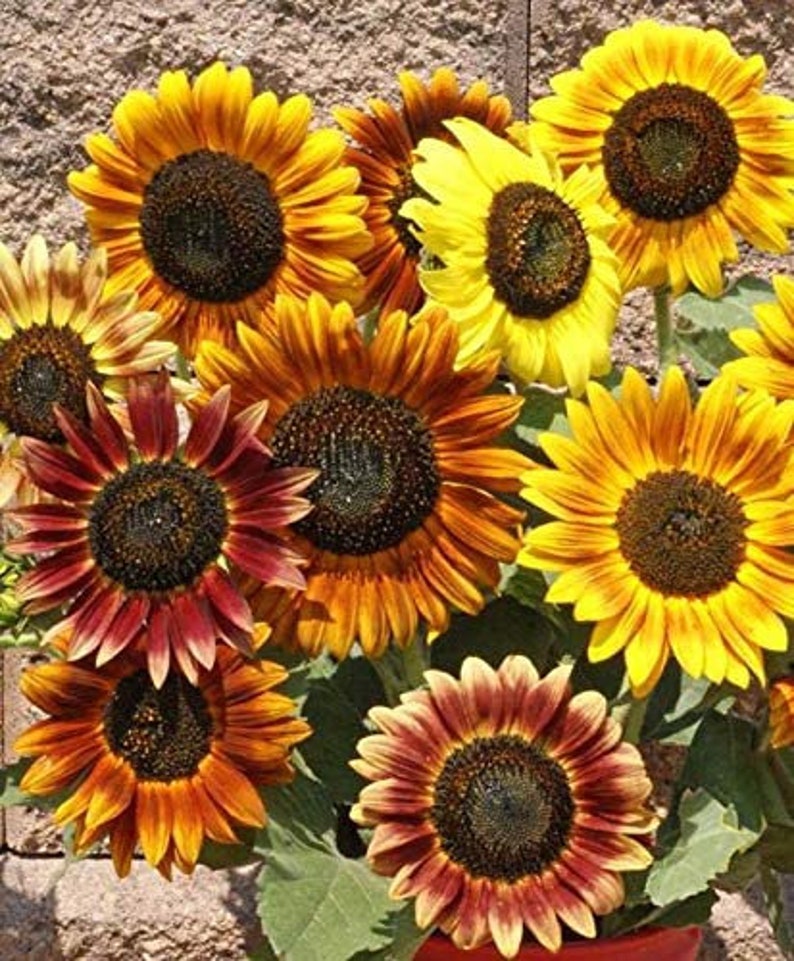 20 Autumn Beauty Sunflower Seeds Plants Garden Planting Colorful Rare ...