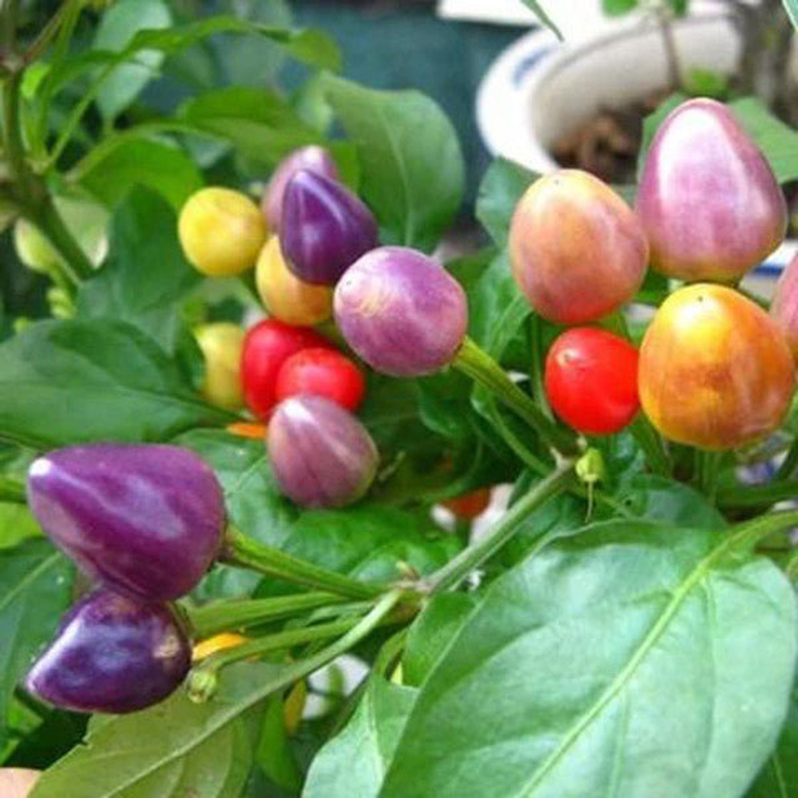 50 Rainbow Heirloom Hot Pepper Christmas Bulb Plant Seeds - Etsy
