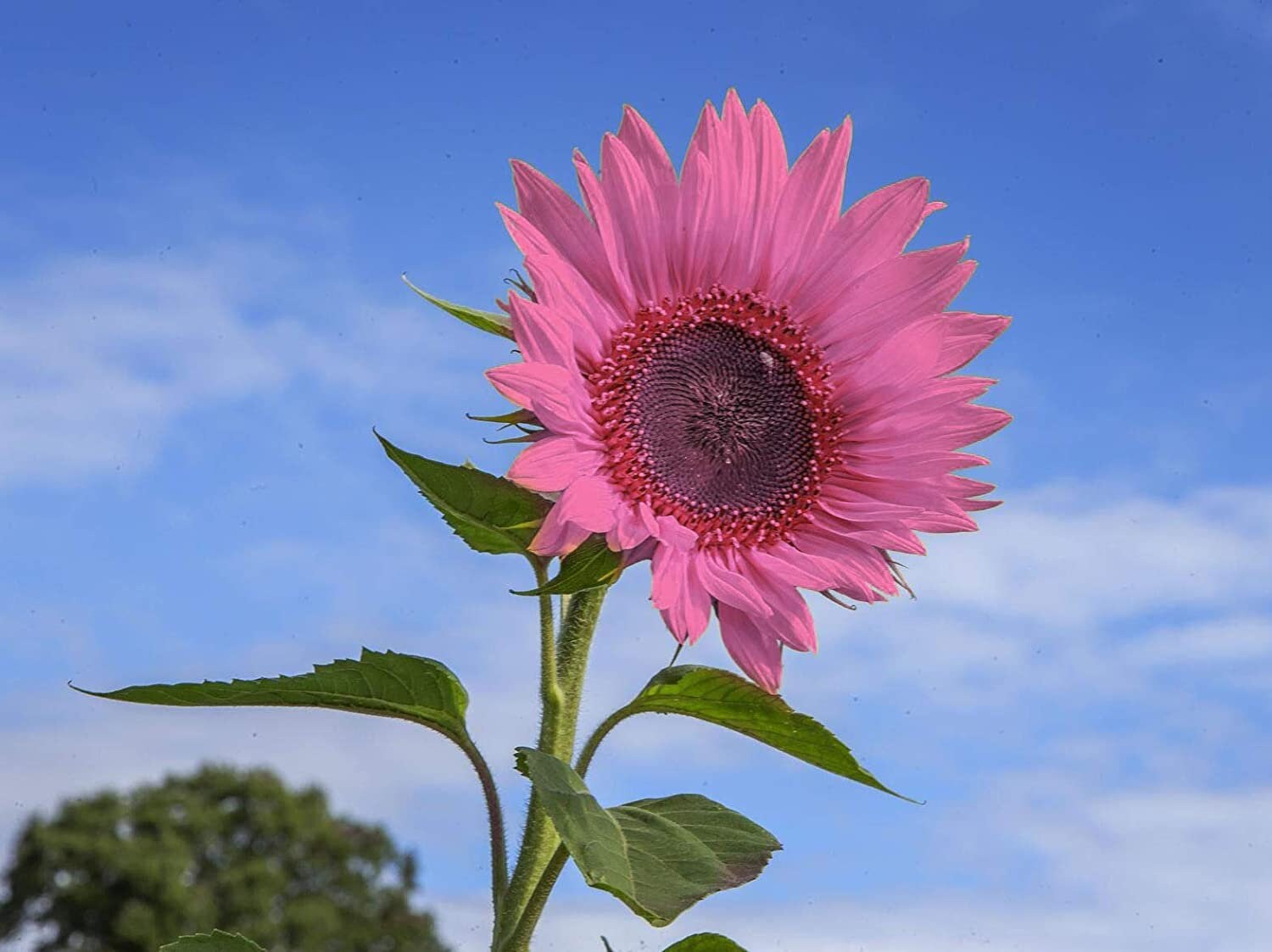 20 Black Oil Pink Sunflower Seeds Plants Garden Planting - Etsy