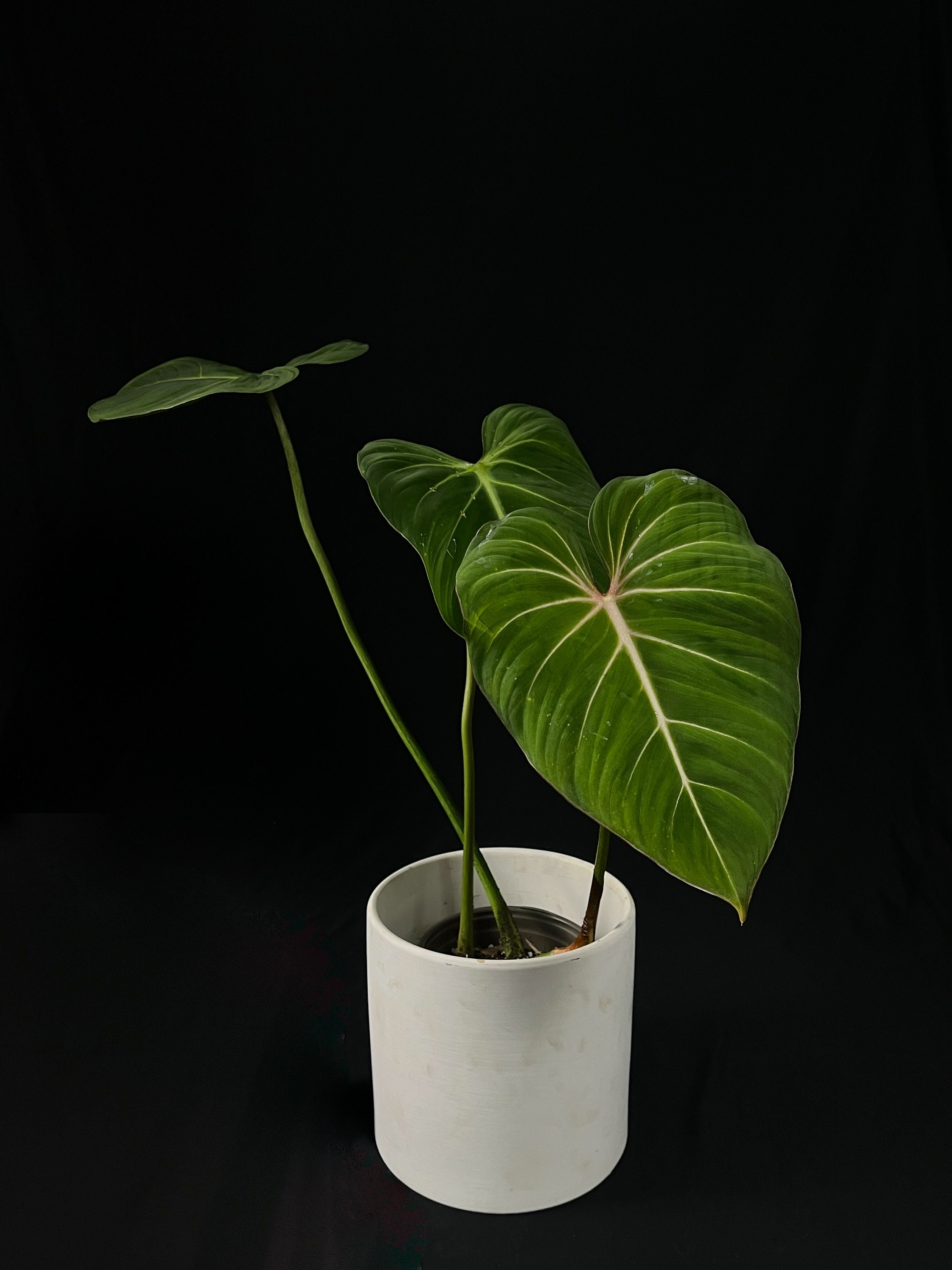 US Seller***Philodendron Gloriosum small plant Rare Plant Variegated ...