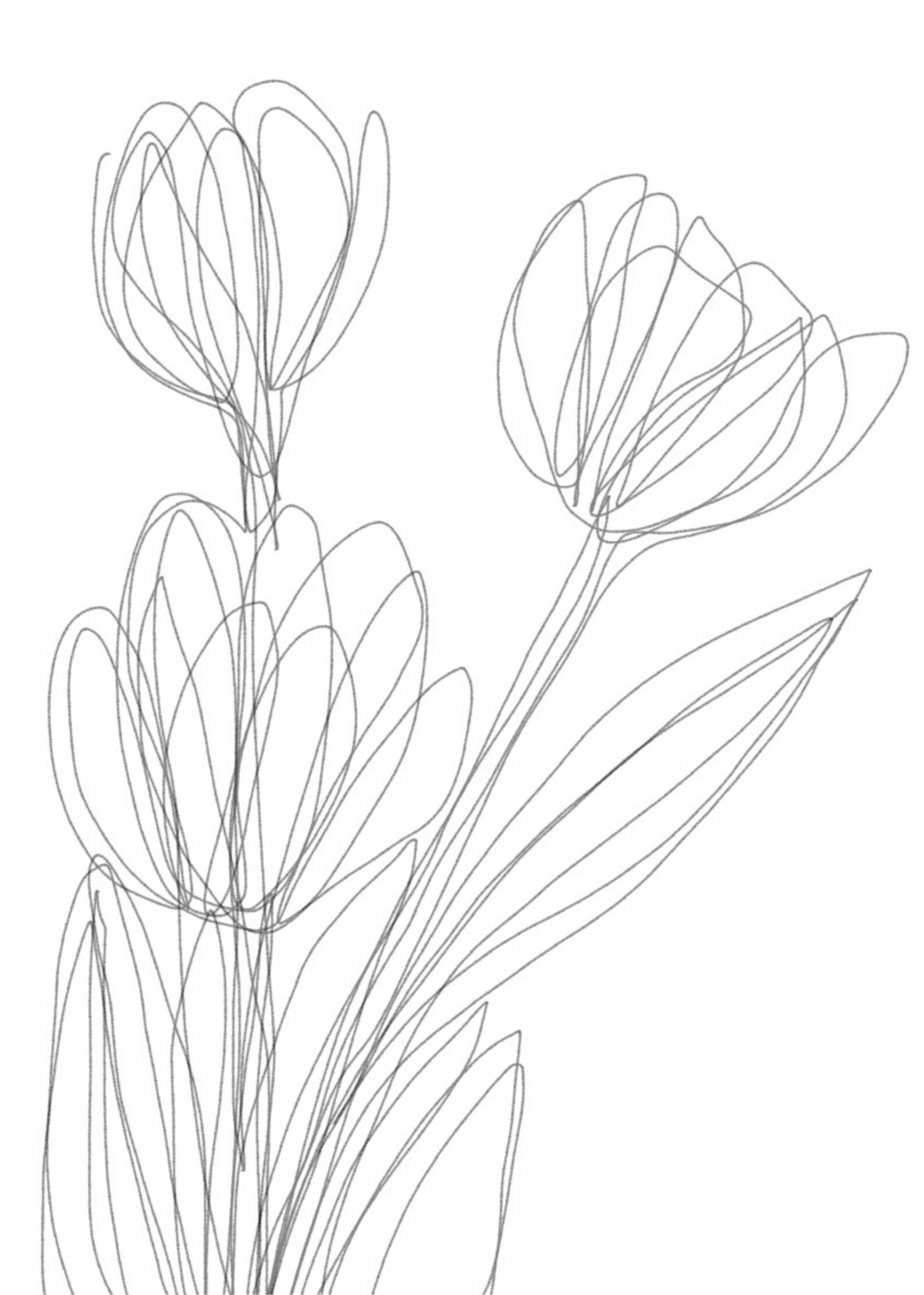 Tulip Line Sketch - Etsy