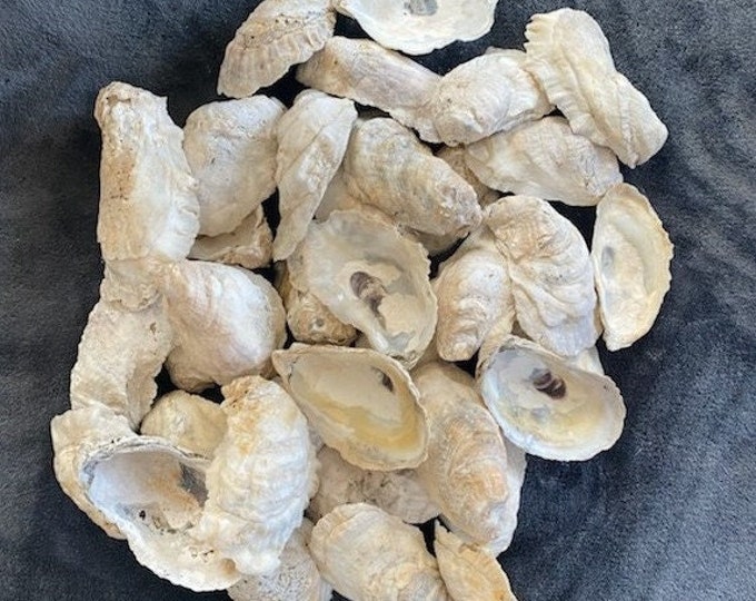 Bulk 3 to 4-inch Oyster Shells From the Chesapeake Bay Natural ...