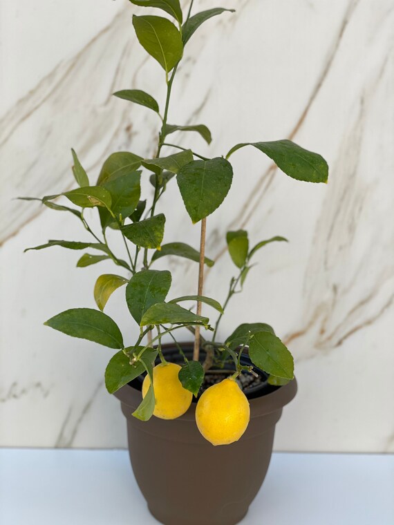 Live Plant Meyer Lemon Citrus Tree semi Dwarf 0.7 | Etsy