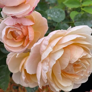Rare Moonlight in Paris Hybrid Tea Rose 3 Years Old Deep Apricot With ...