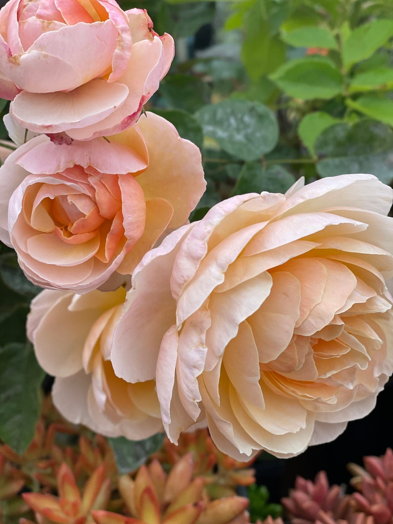 Rare Moonlight in Paris Hybrid Tea Rose 3 Years Old Deep Apricot With ...