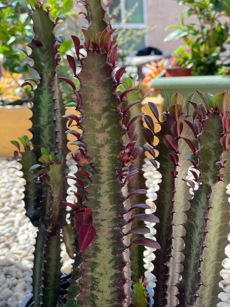 Live Plant Euphorbia Trigona Rubra Royal Red Rubia Cactus - Etsy