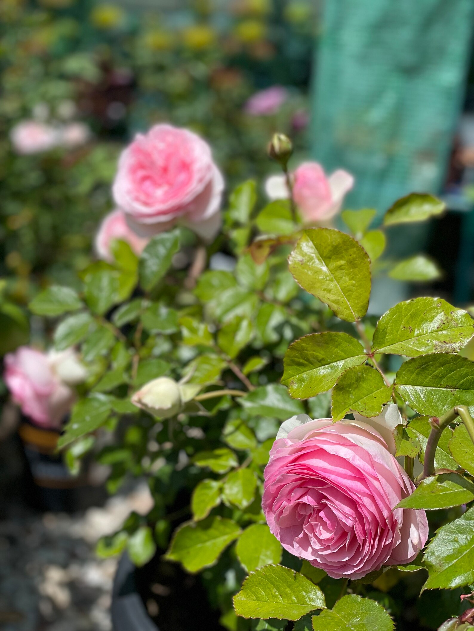 Live Plant | Eden Climbing Rose| Pierre De Ronsard | Light Pink and ...