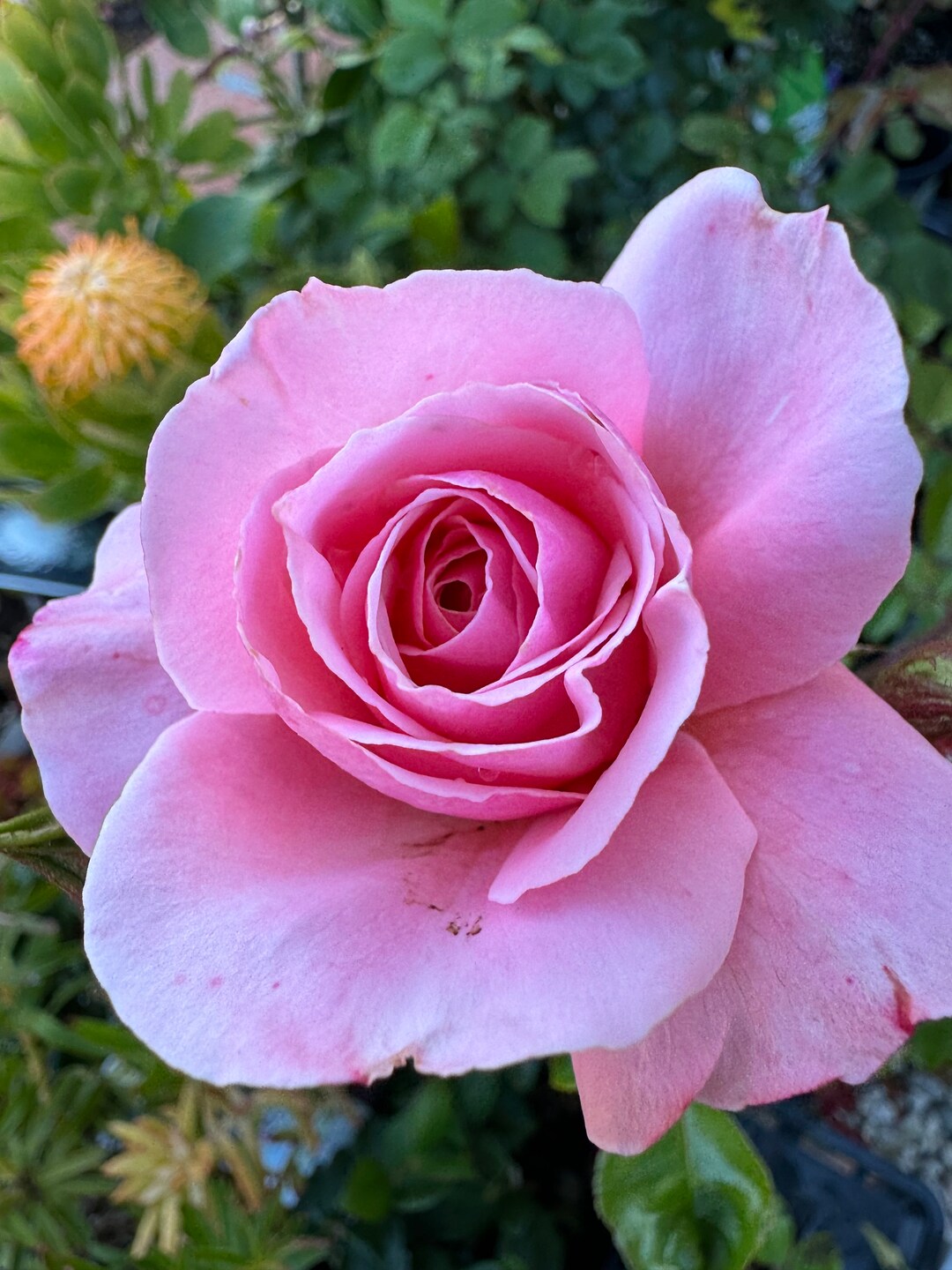 Live Plant | Sexy Rexy Floribunda Rose | Soft Pink | 0.7 Gallons ...