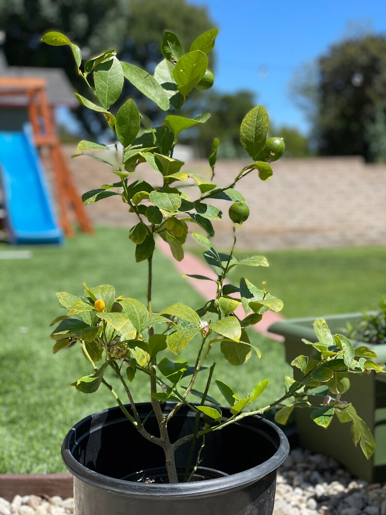 Live Plant - Meyer Lemon Citrus Tree |semi - Dwarf |2 Gallons |4 Years ...