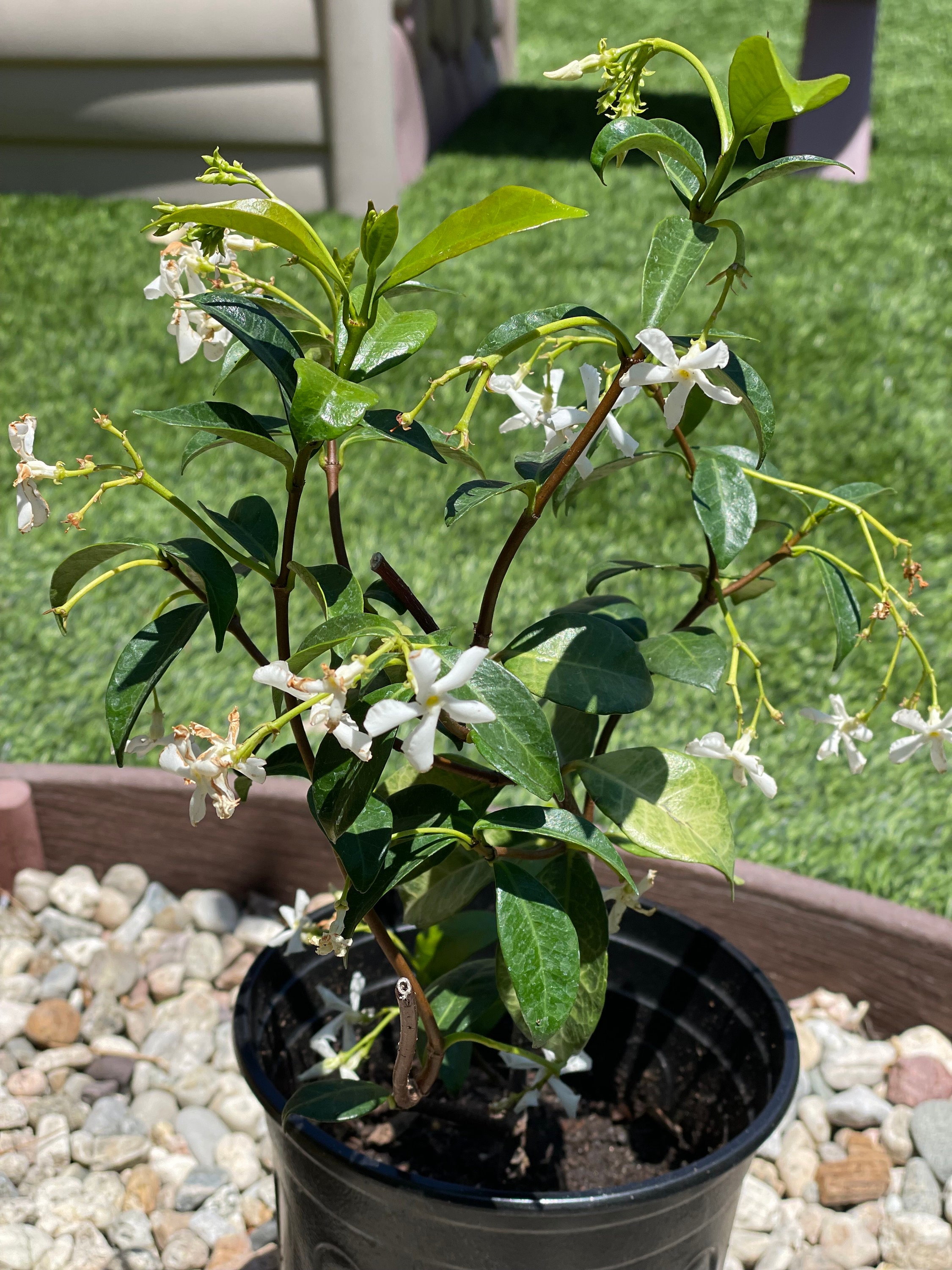 Star Jasmine Wall