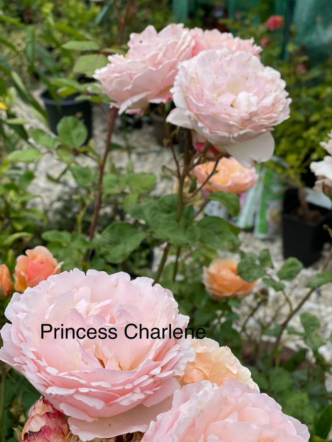 Princesse Charlene De Monaco | Full Double Flower | Light Apricot Shell ...
