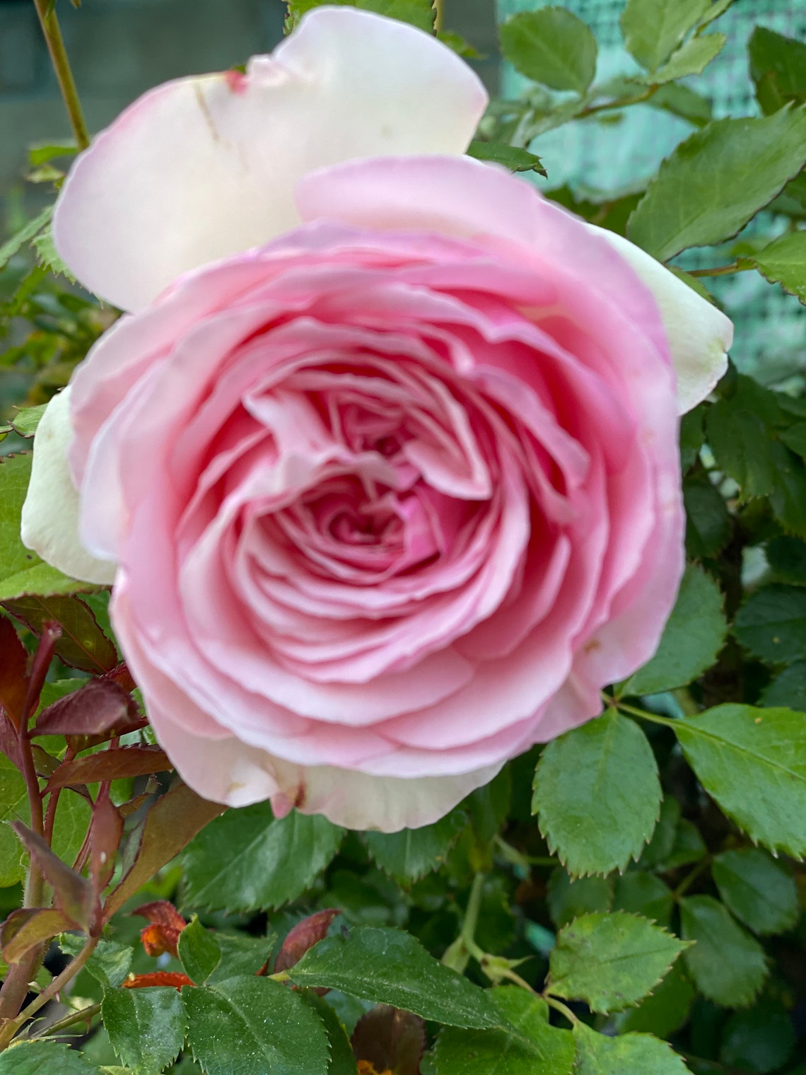Live Plant | Eden Climbing Rose| Pierre De Ronsard | Light Pink and ...