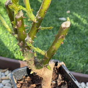 Rare Moonlight in Paris Hybrid Tea Rose 3 Years Old Deep Apricot With ...