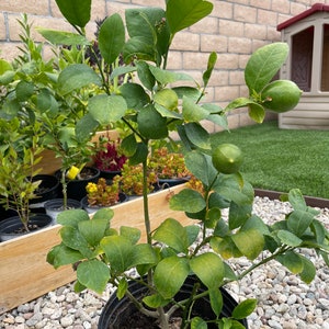 Live Plant - Meyer Lemon Citrus Tree |semi - Dwarf |2 Gallons |4 Years ...