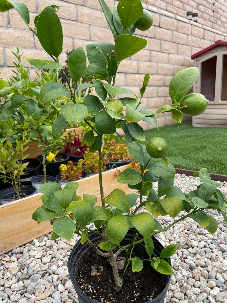 Live Plant - Meyer Lemon Citrus Tree |semi - Dwarf |2 Gallons |4 Years ...