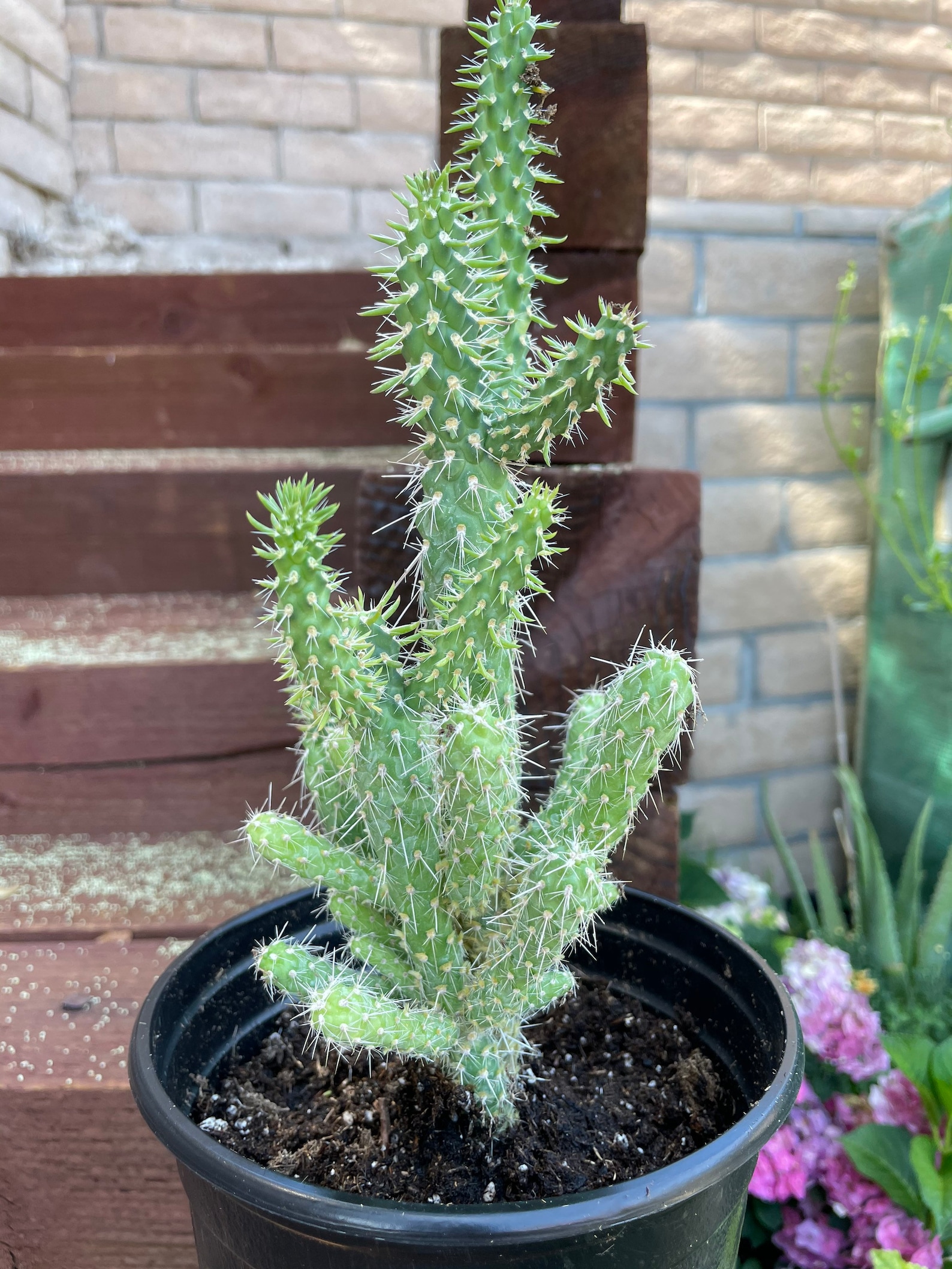 Large - Cholla Cactus | Cylindropuntla |houseplant | 0.7 Gallons ...