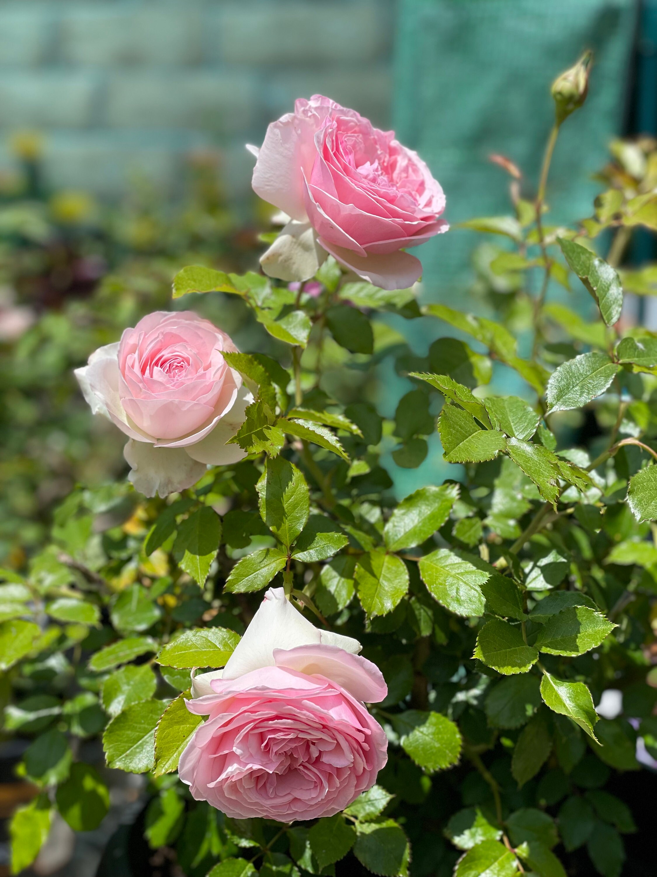 Live Plant | Eden Climbing Rose| Pierre De Ronsard | Light Pink and ...
