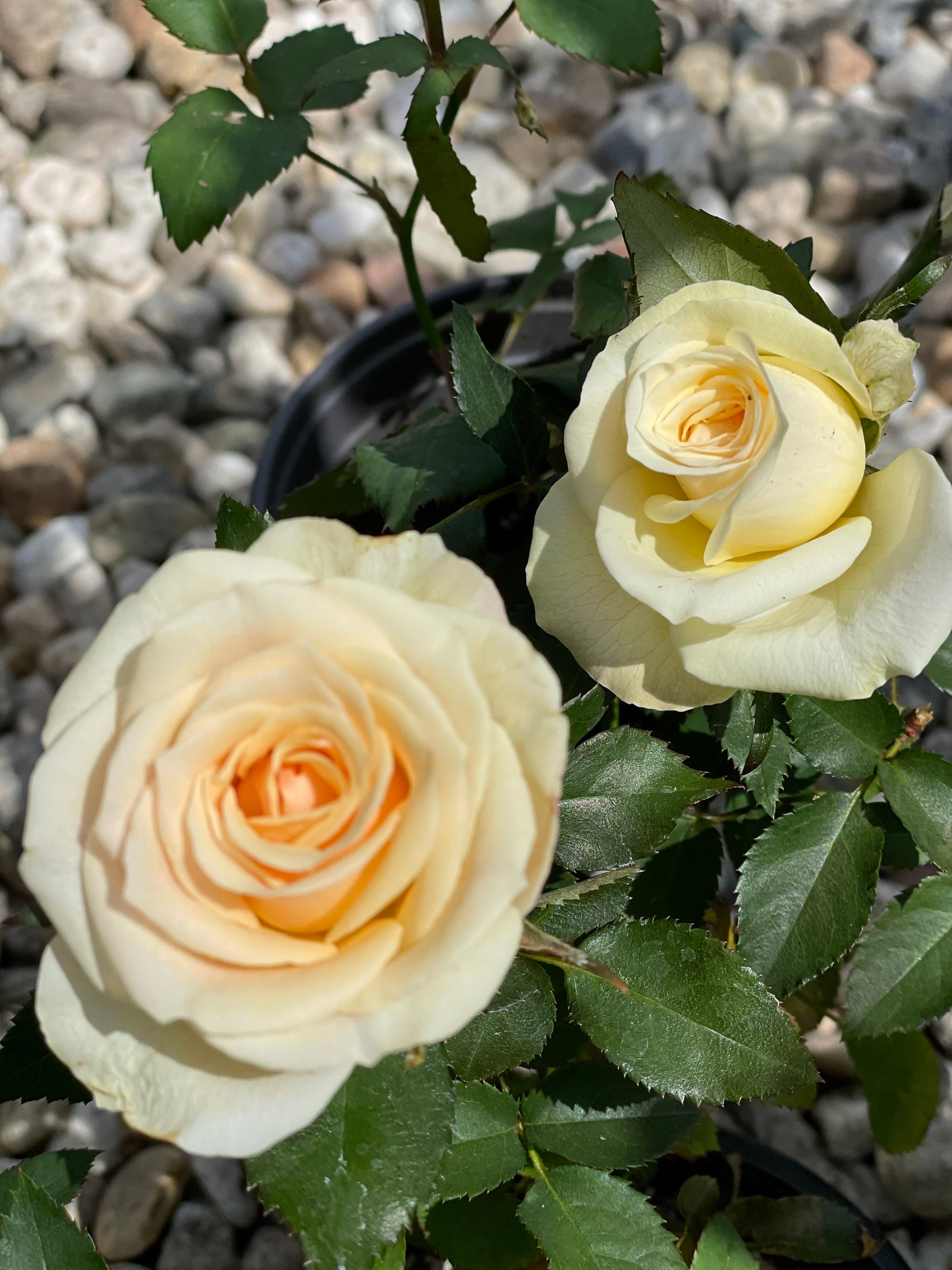 Live Plant White Miniature Rose 0.7 Gallons Pot - Etsy