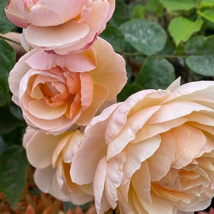 Rare Moonlight in Paris Hybrid Tea Rose 3 Years Old Deep Apricot With ...