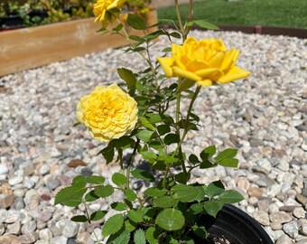 Miniature Rose Bush Live | Etsy