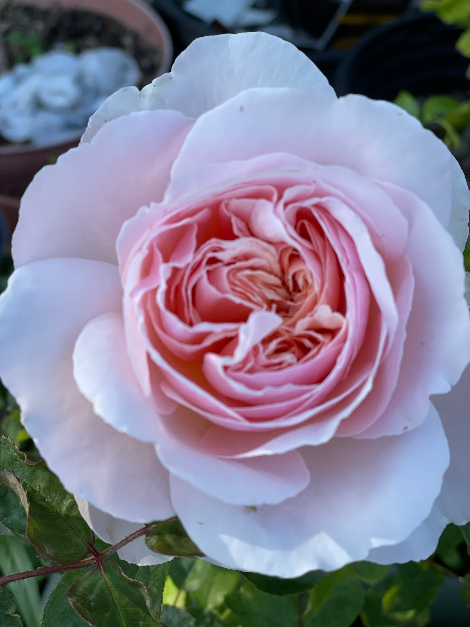 Live Plant | Eden Climbing Rose| Pierre De Ronsard | Light Pink and ...