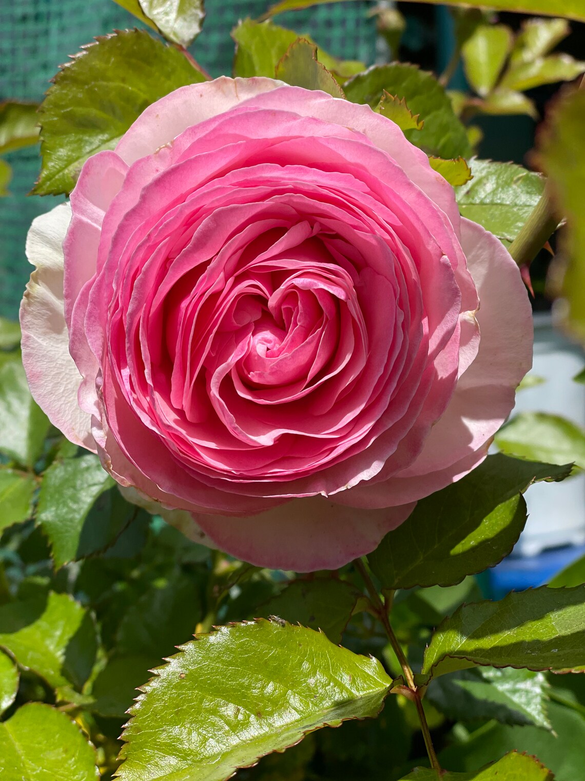 Live Plant | Eden Climbing Rose| Pierre De Ronsard | Light Pink and ...