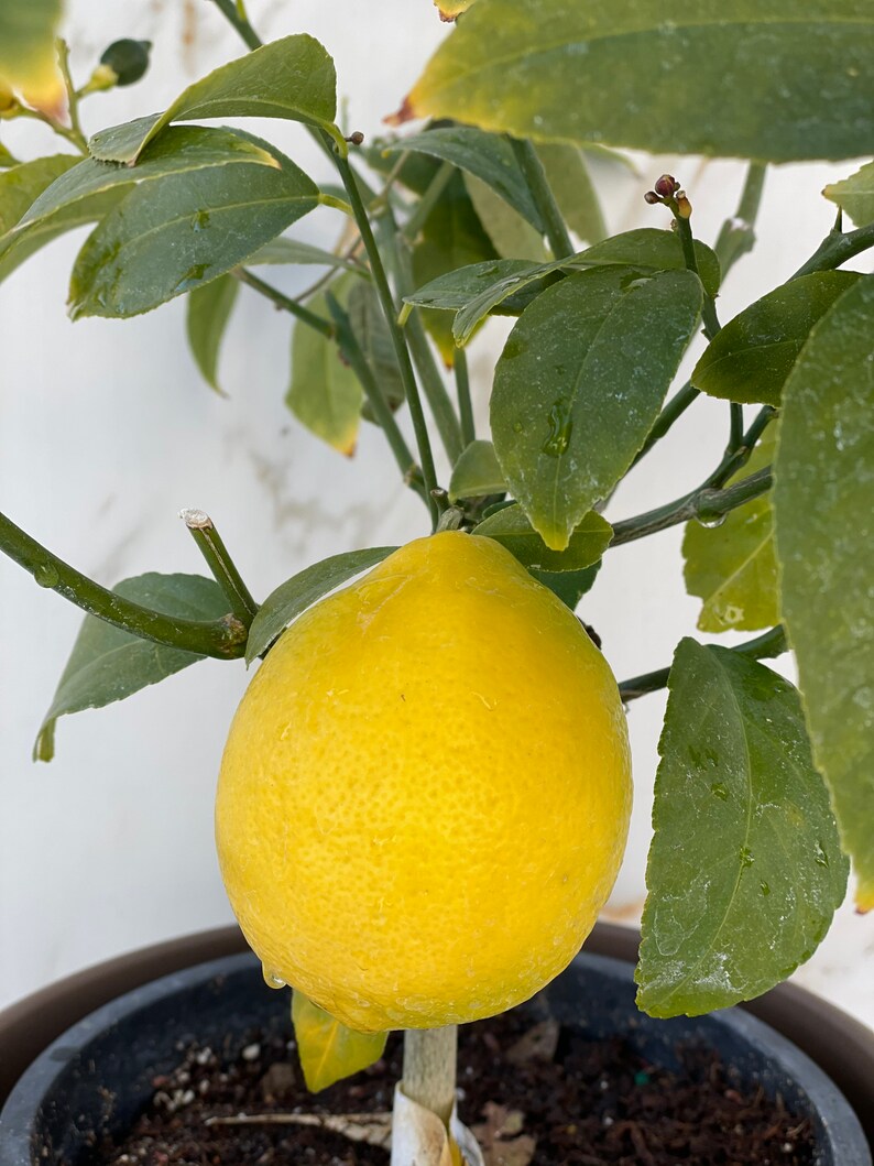 Live Plant - Meyer Lemon Citrus Tree |semi - Dwarf |2 Gallons |4 Years ...