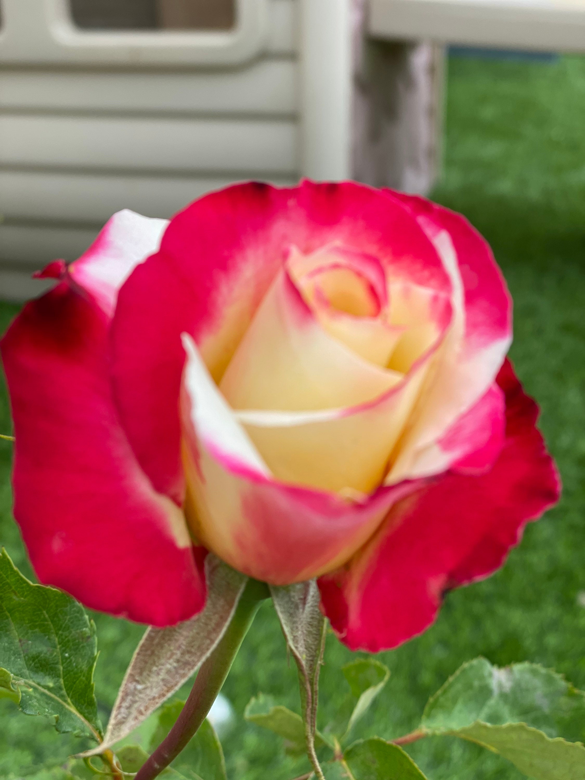 Double Delight Rose