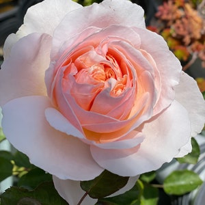 Rare Moonlight in Paris Hybrid Tea Rose 3 Years Old Deep Apricot With ...